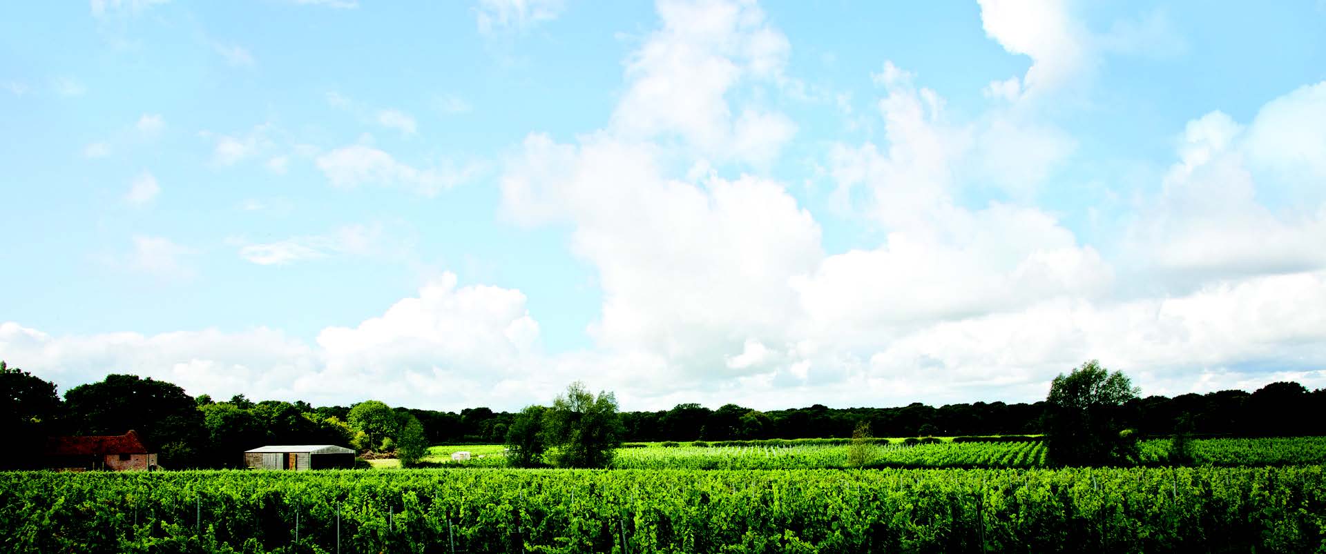 Oxney-Website-2020-03 - Oxney Organic