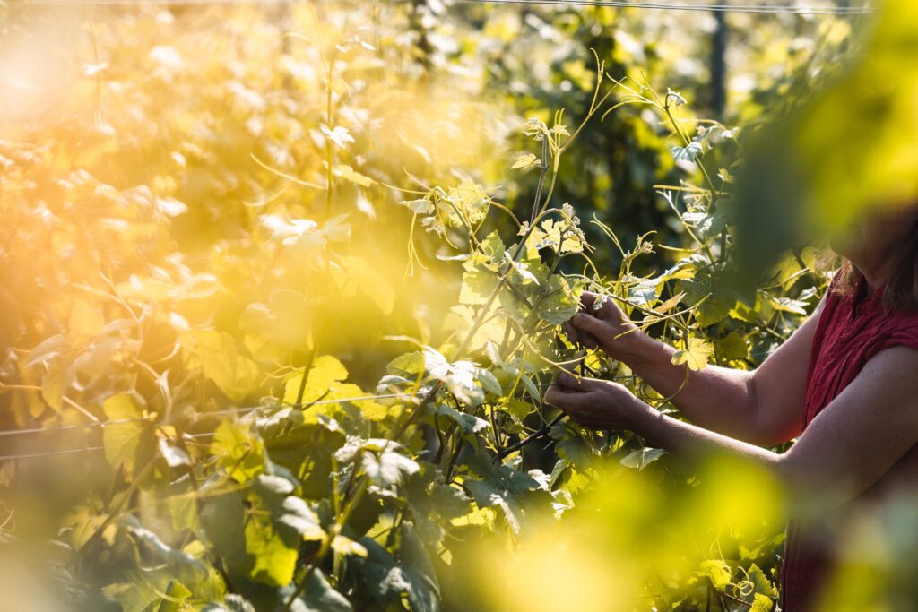 2021 in the vineyard: Our silver linings playbook - Oxney Organic