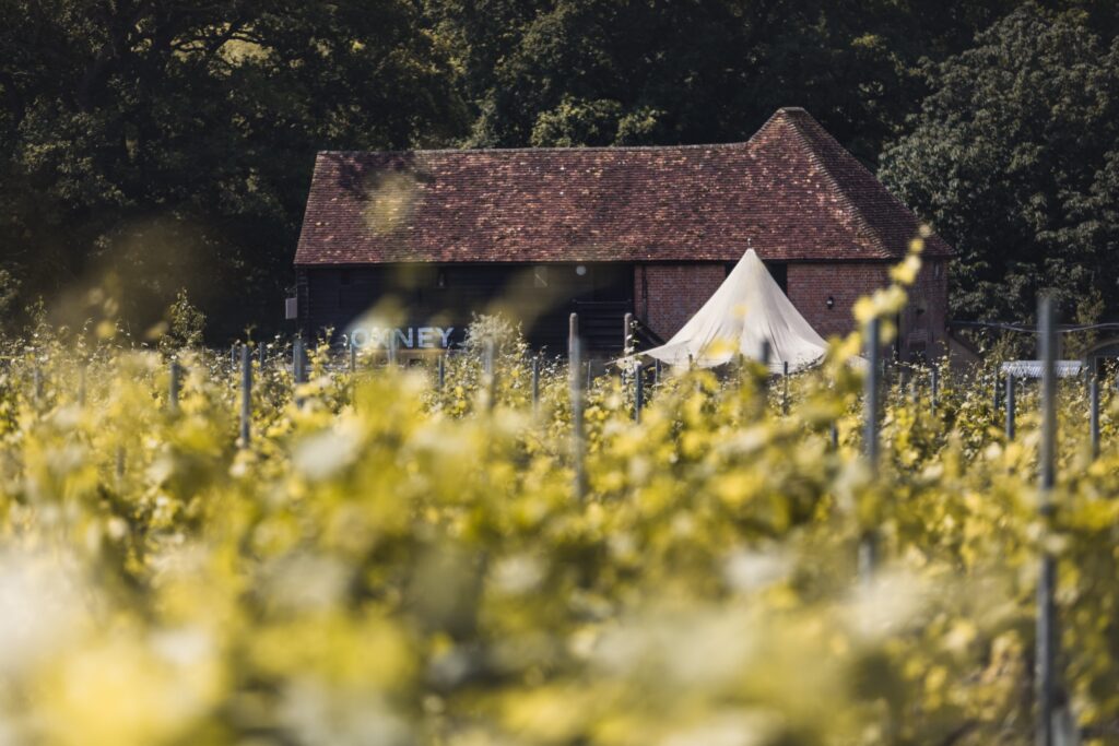 August in the vineyard: Canopy management - Oxney Organic